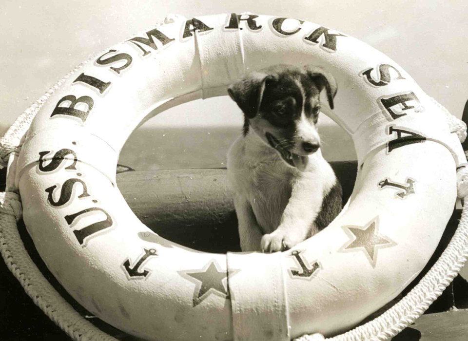 Loyal Forces: American Animals of World War II | The National WWII ...