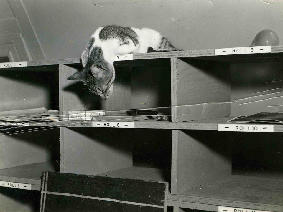 Cats? In the Military?! | The National WWII Museum | New Orleans